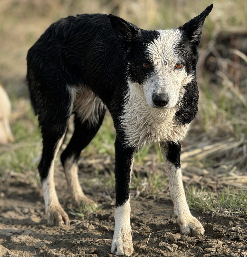 Border Collies — WildFree Canine Services Inc.